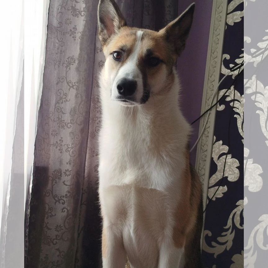 Взрослый пёс в добрые руки