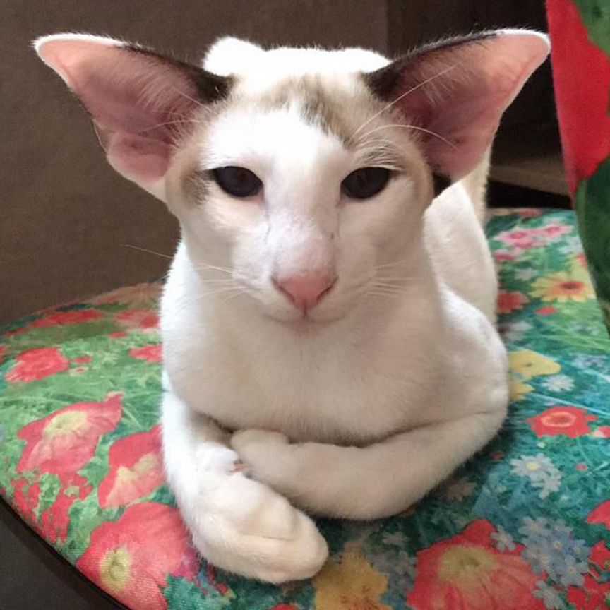 Ориентальная кошка