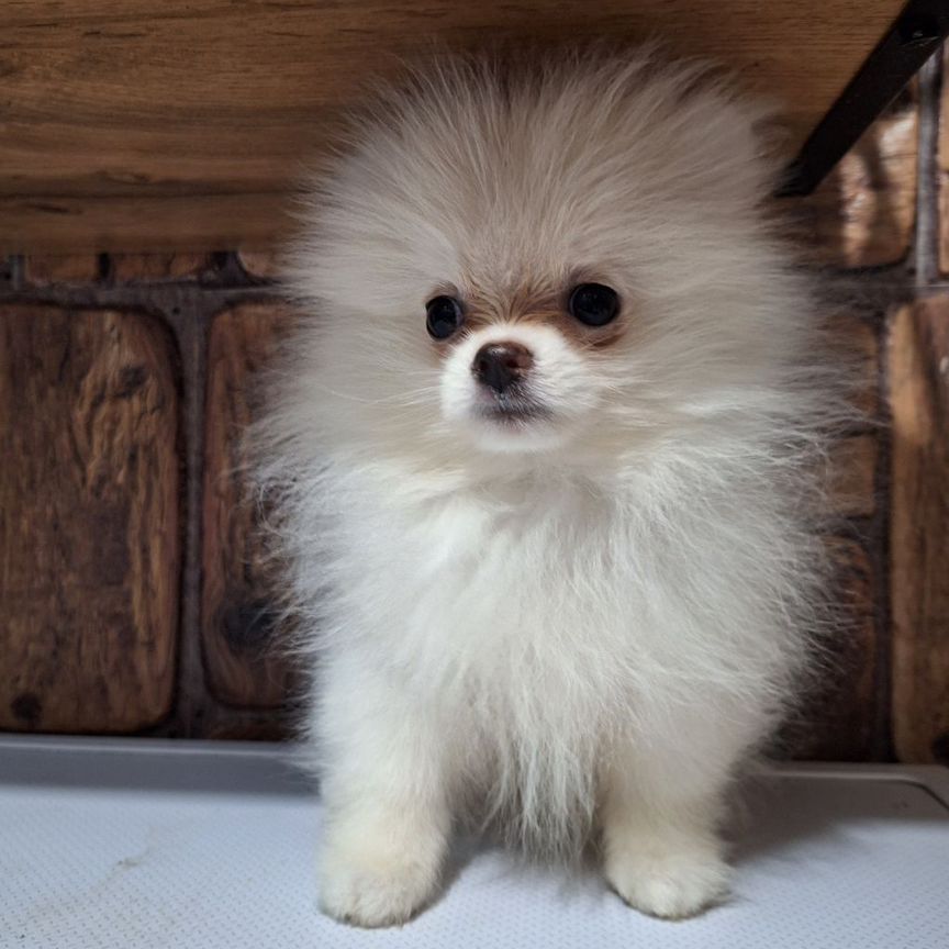 Померанский шпиц, щенок
