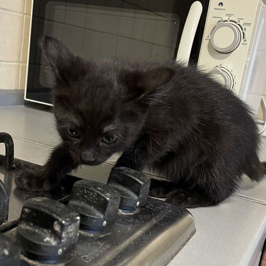 Котёнок в добрые руки