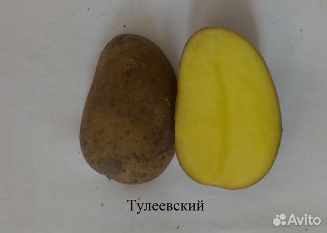 Семенной картофель Тулеевский купить в Красноярске | Товары для дома и ...