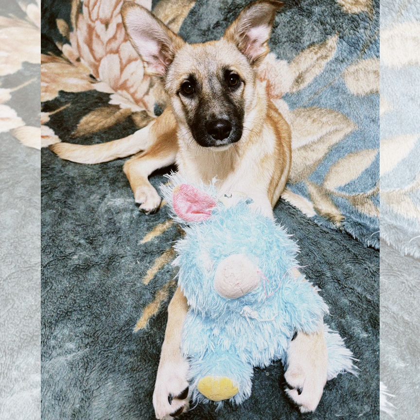 Бельгийская овчарка, щенок