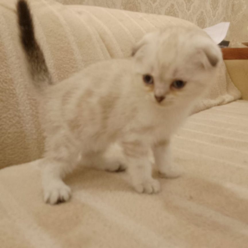 Шотландские вислоухие котята