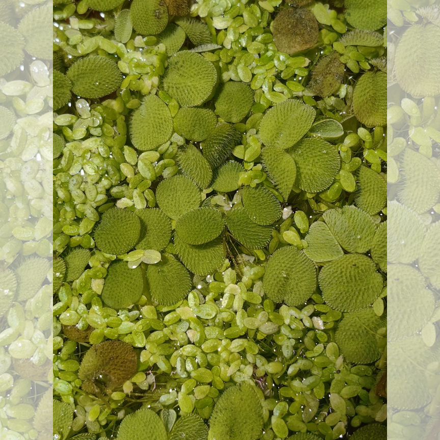 Ряска в аквариум