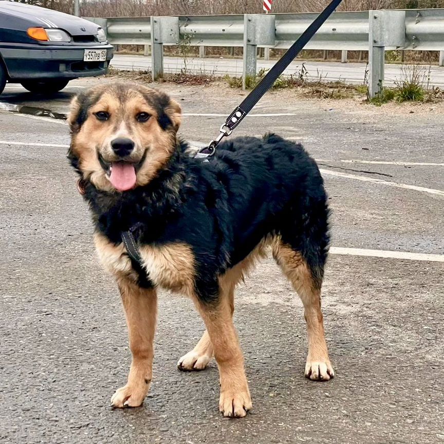 Щенок девочка Лилу 5 мес ищет дом