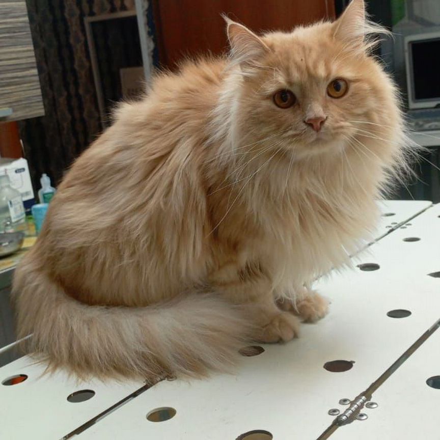 Норвежский лесной кот бесплатно