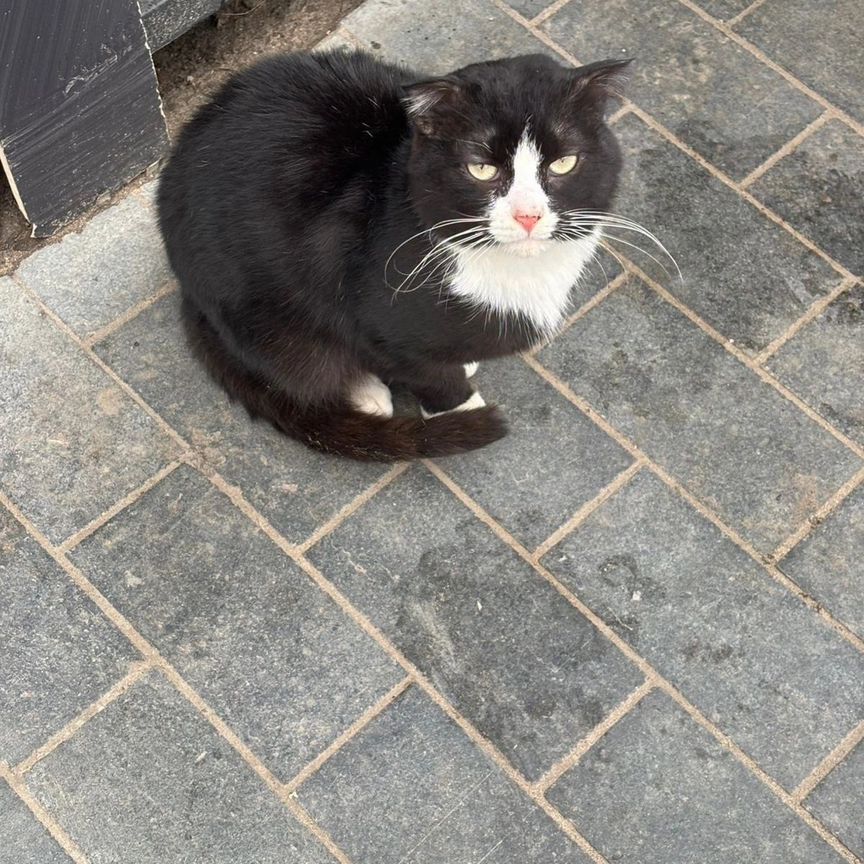 Пристраивается в добрые руки