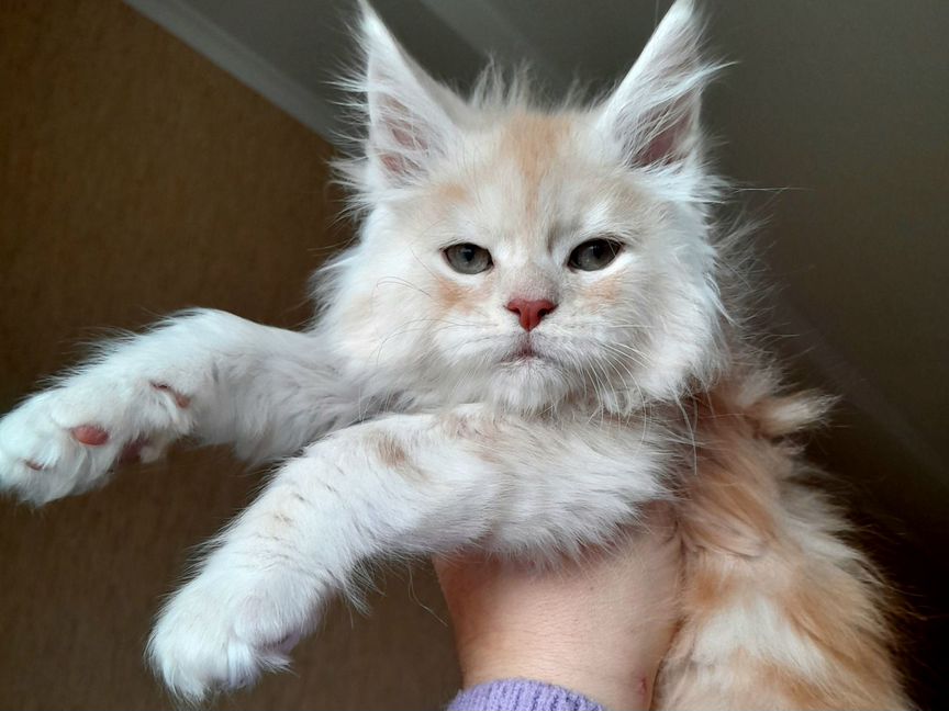 Серебро Мейн-кун