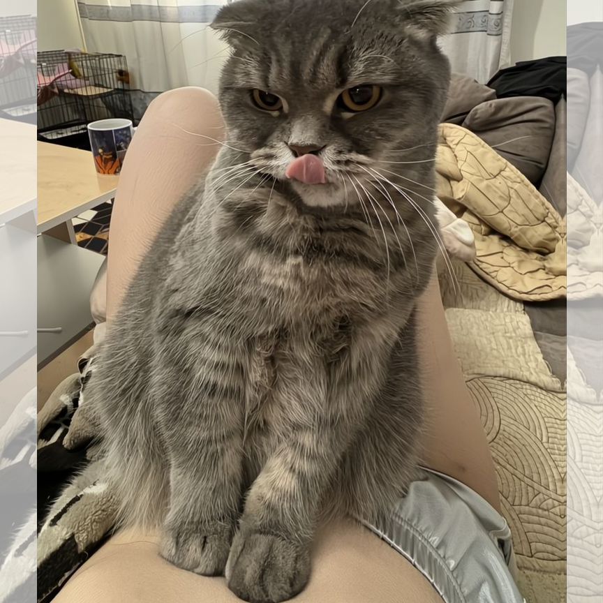 Шотландская вислоухая длинношёрстная, взрослая кошка