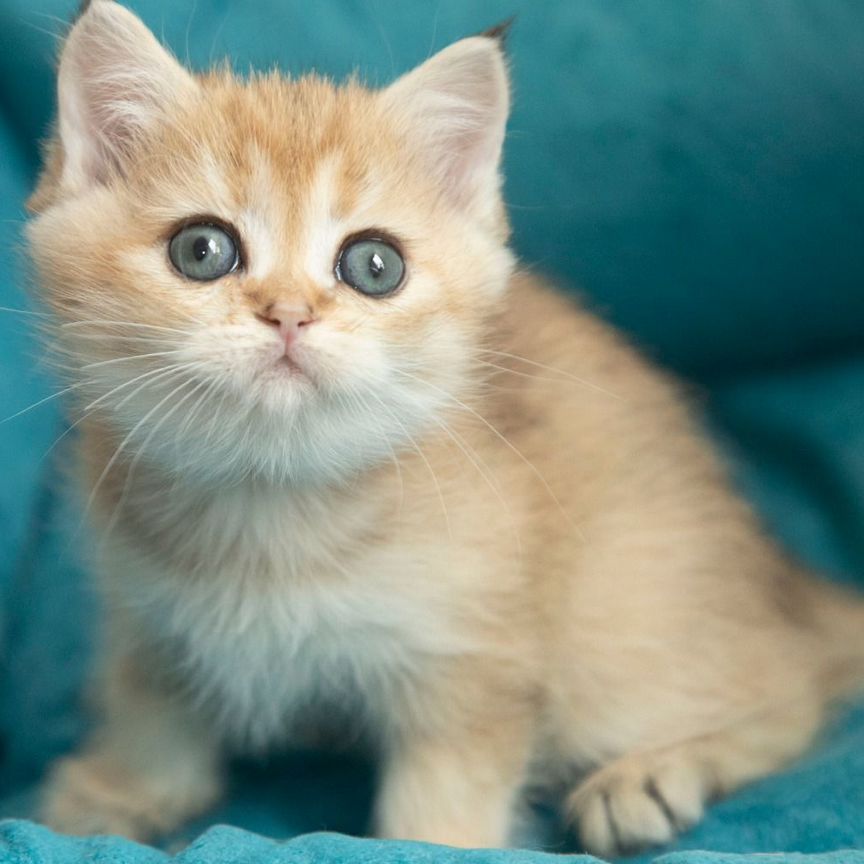 Британский котенок девочка