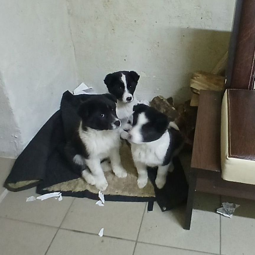 Лайка,щенки