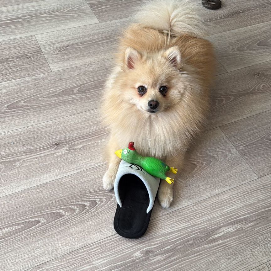 Померанский шпиц, взрослый пёс