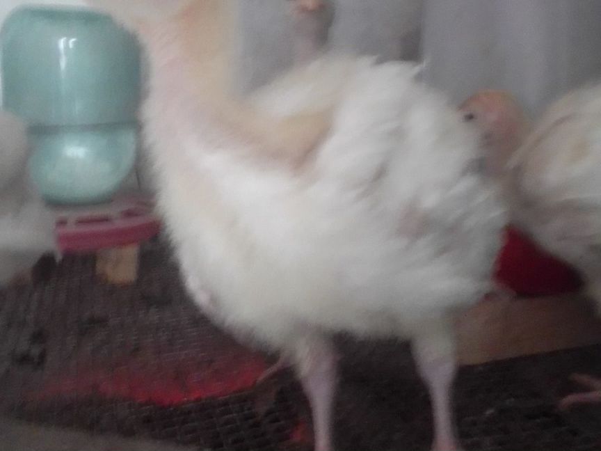 Индюки,петухи,курочки, утята ст-5, шипуны, цыплята