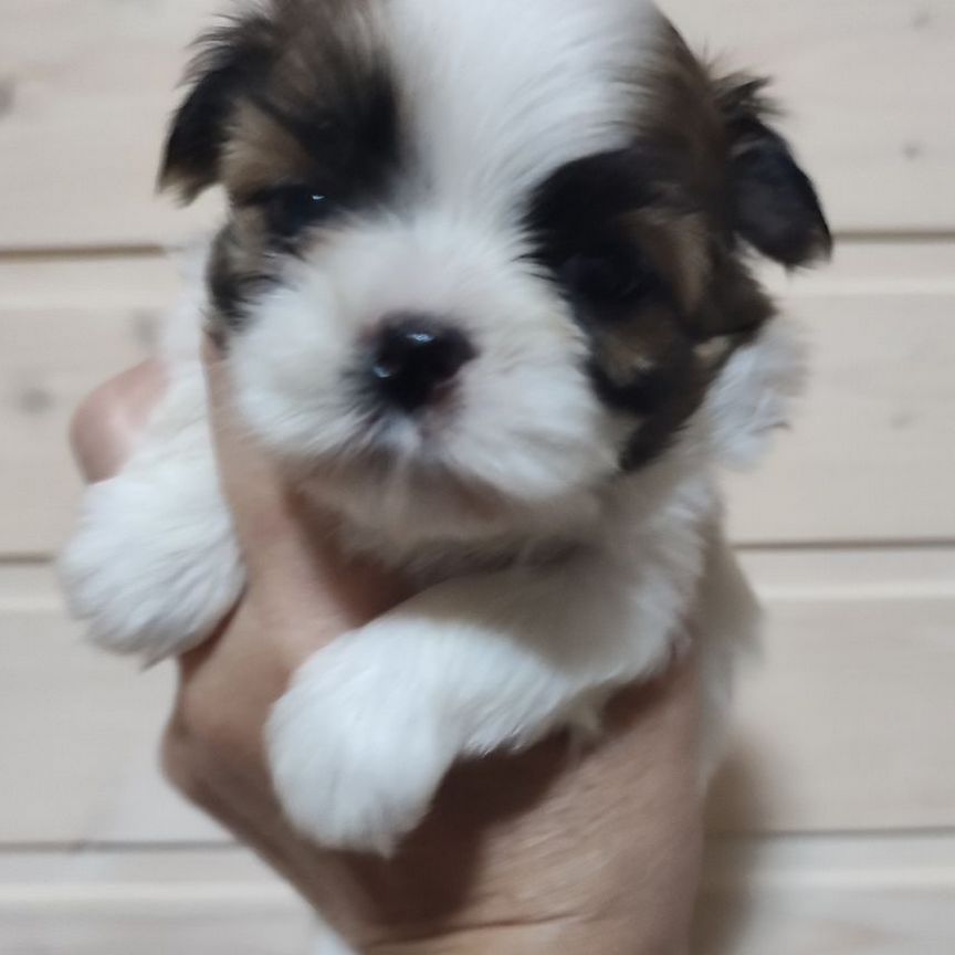 Мальтийская болонка мини девочка(морк)