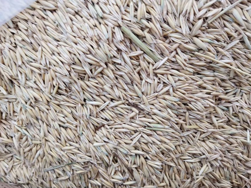 Фуражный овёс