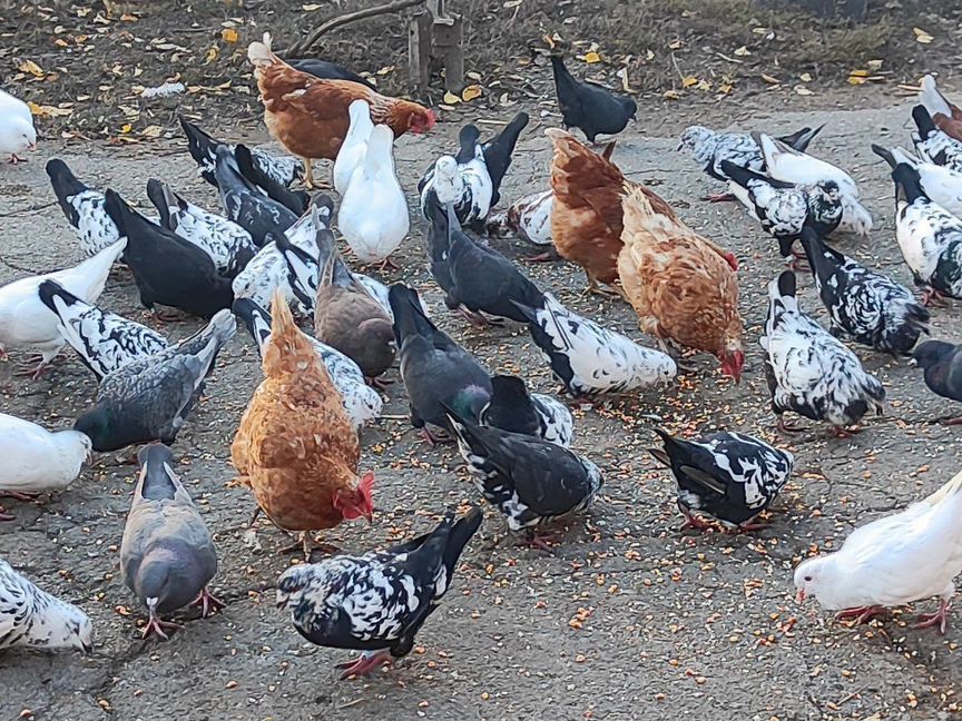 Голуби кинги