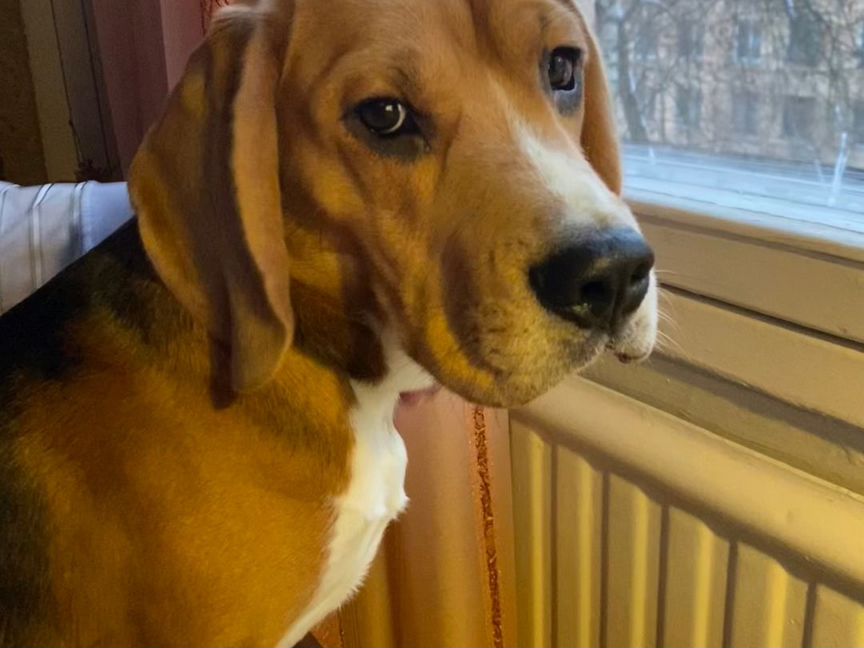 Щенок Бигль мальчик 10 месяцев