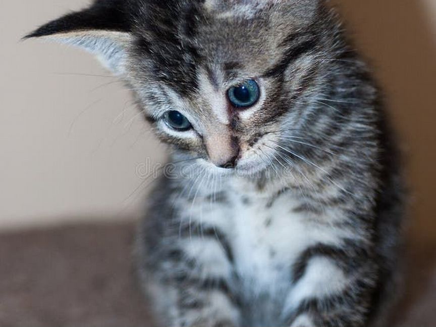 Малыш котенок заботливым