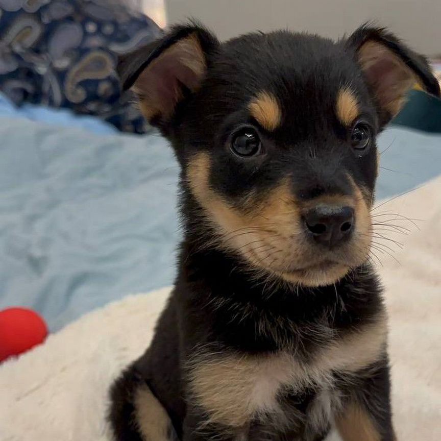 Щенки бесплатно в добрые руки