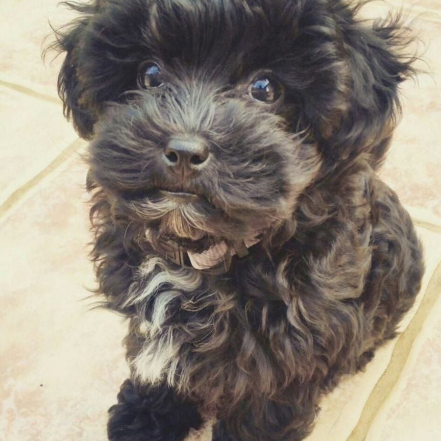 Продам щенка Болонки