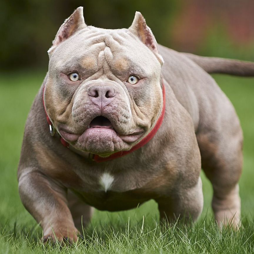 Американский булли вязка