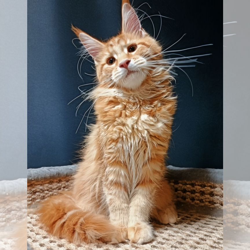 Мейн-кун котёнок