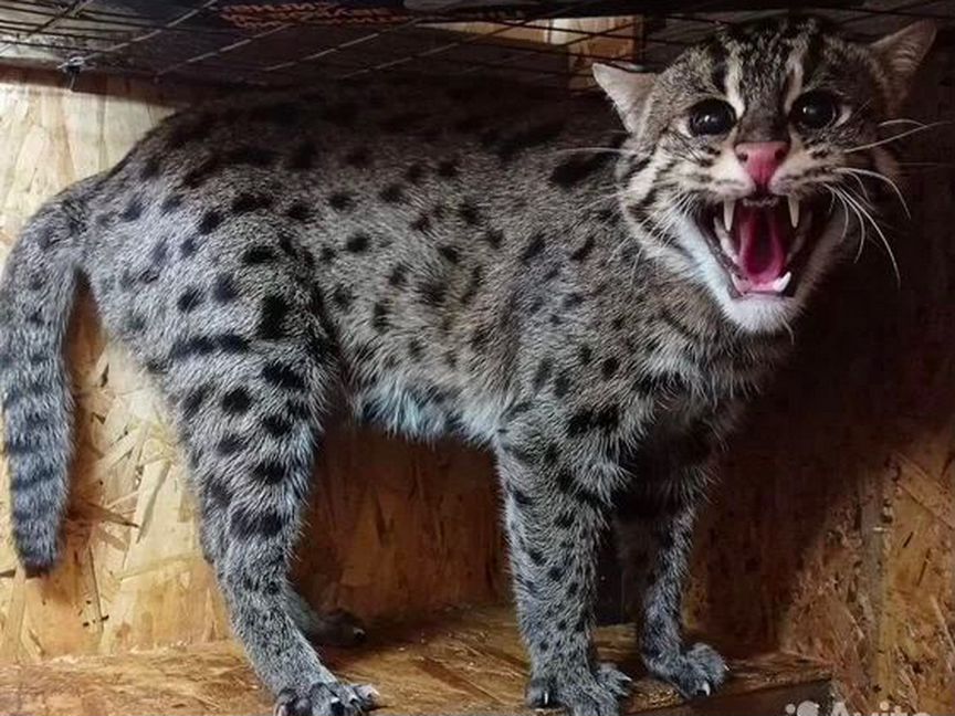 Виверовый кот Убийца