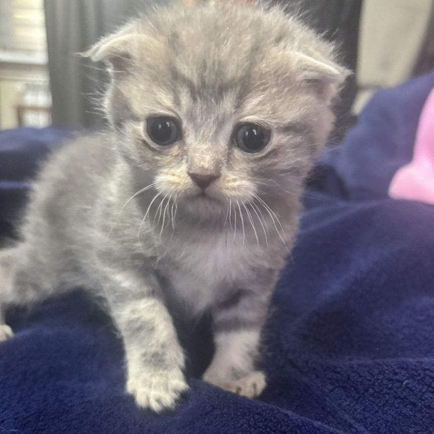 Шотландский вислоухий короткошёрстный котёнок