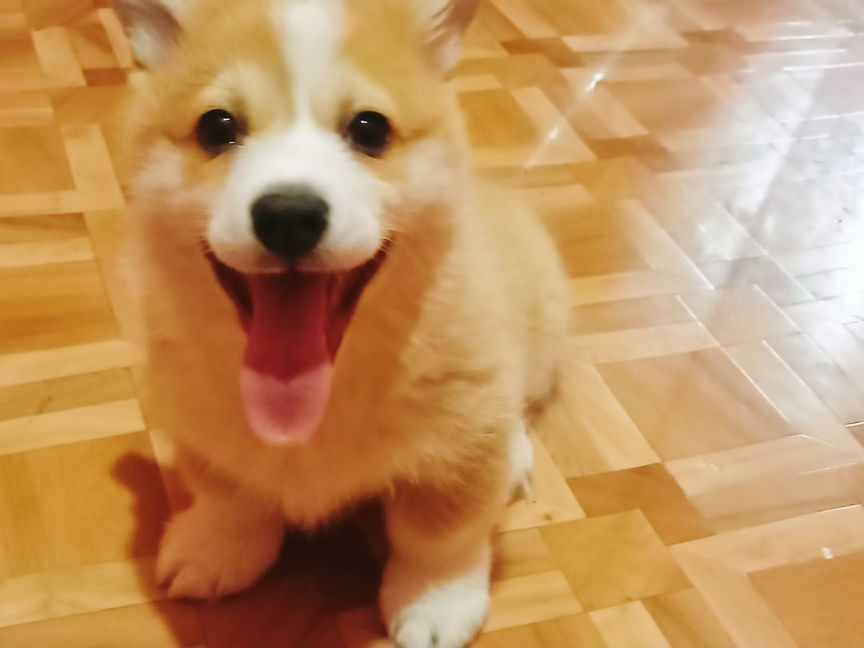 VIP мини корги