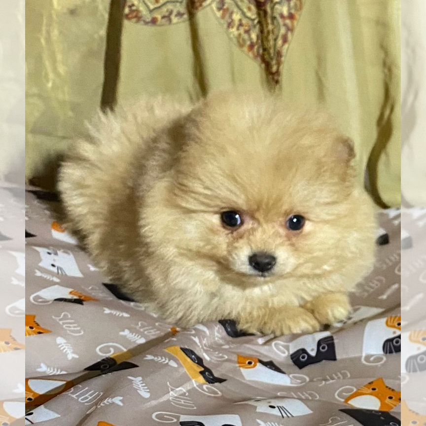 Померанский шпиц, щенок