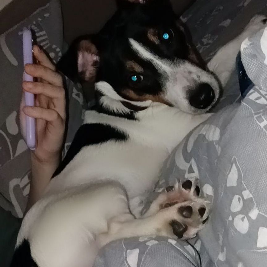 Вязка кобель джек рассел терьер