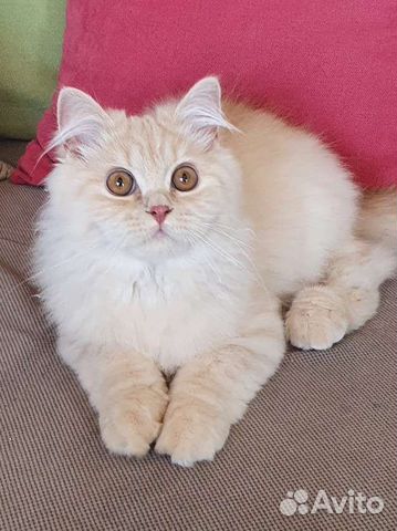 Солнечный котик