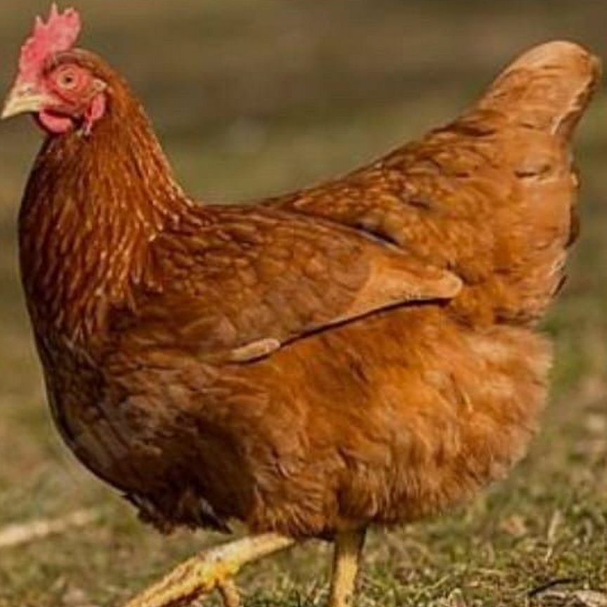Куры несушки