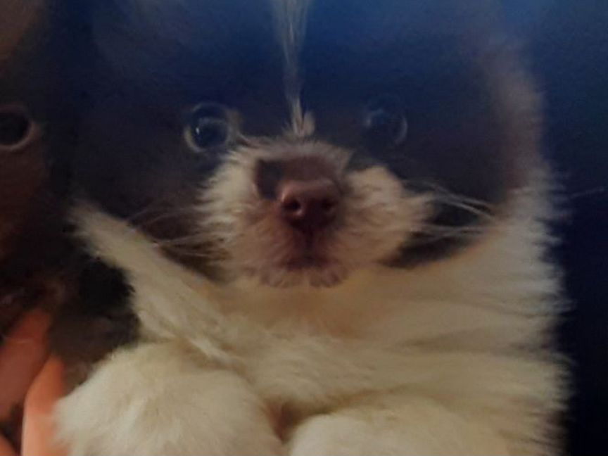 Померанский шпиц медвежьего типа