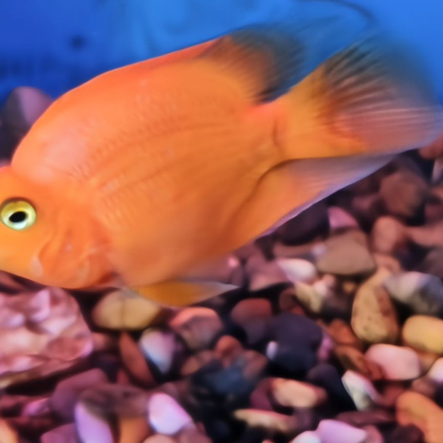 Аквариумные рыбки