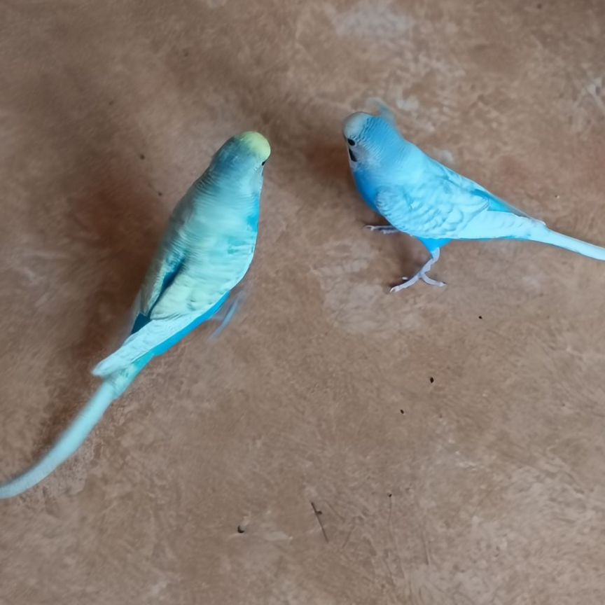 Волнистый попугай