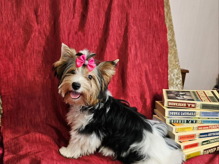 Красотка бивер