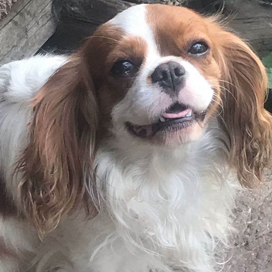 Кавалер кинг-чарльз-спаниель, взрослая собака