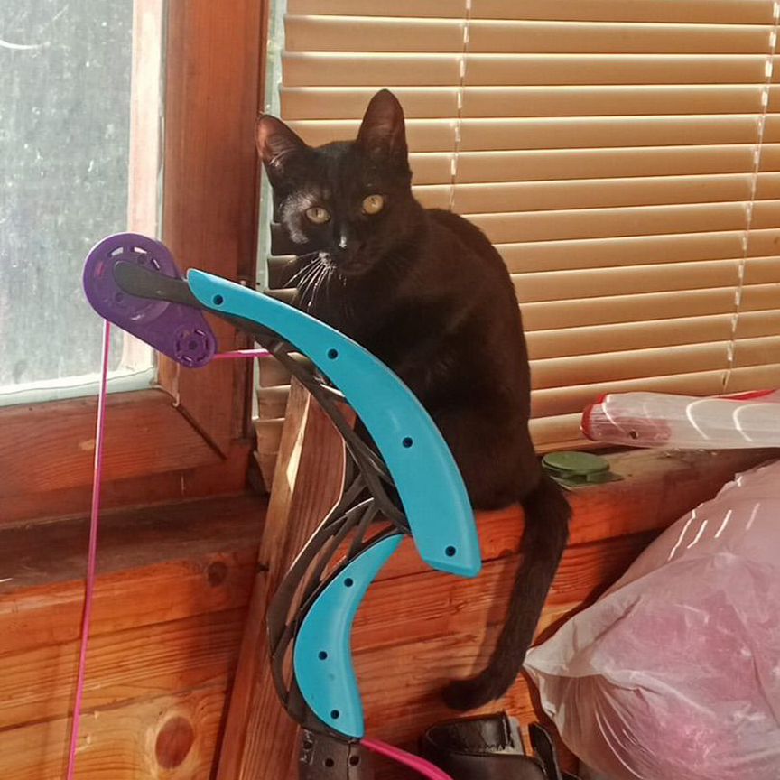 Котенок 8 мес