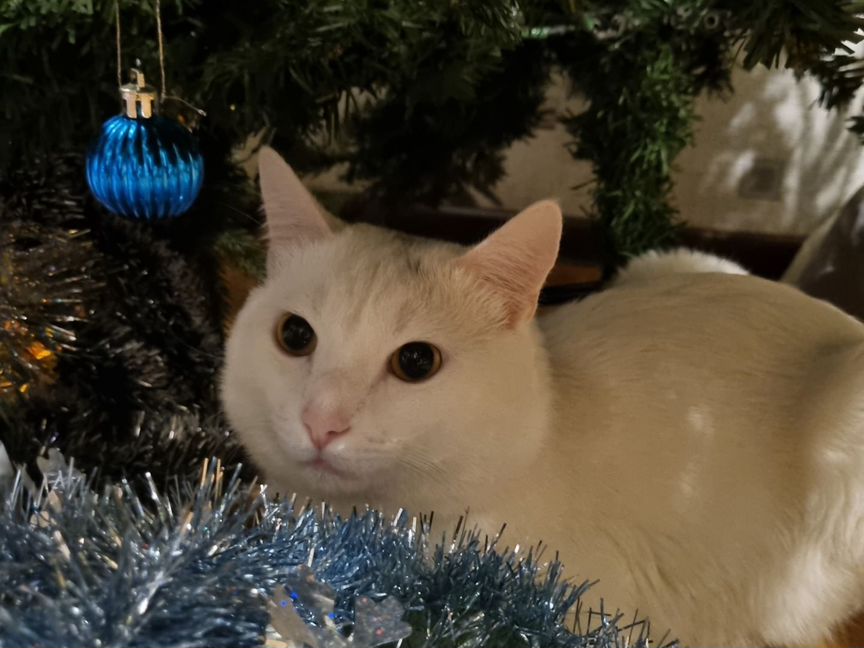 Котик ищет кошку для встреч