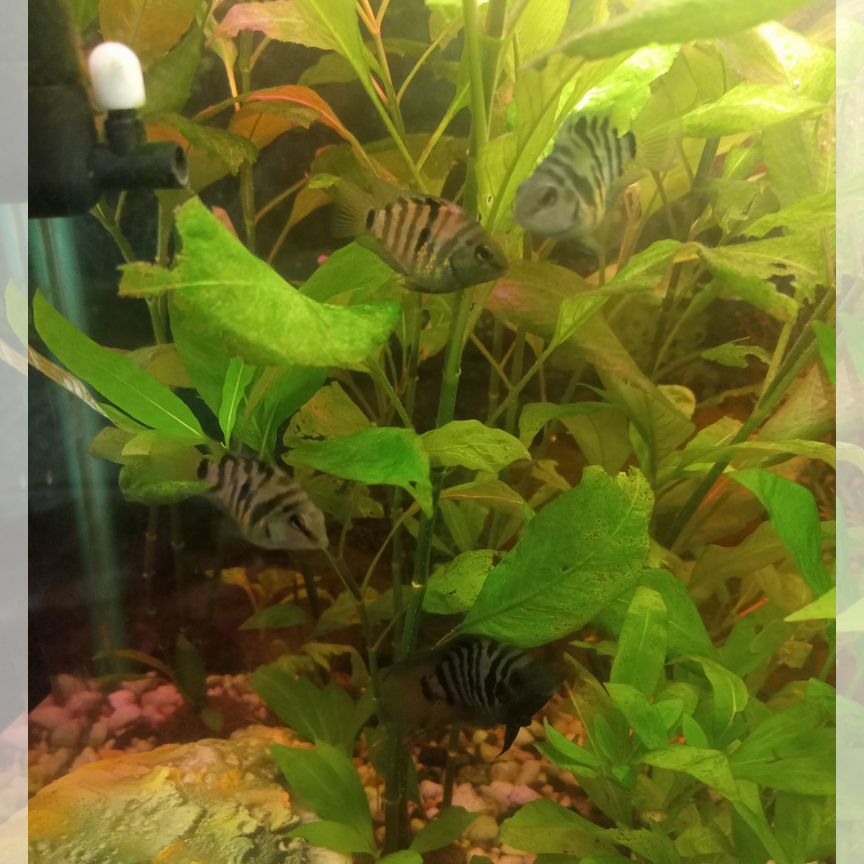 Аквариумные рыбки отдам