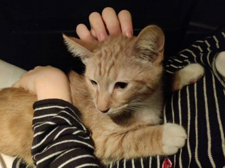 Рыжий котенок в добрые руки бесплатно