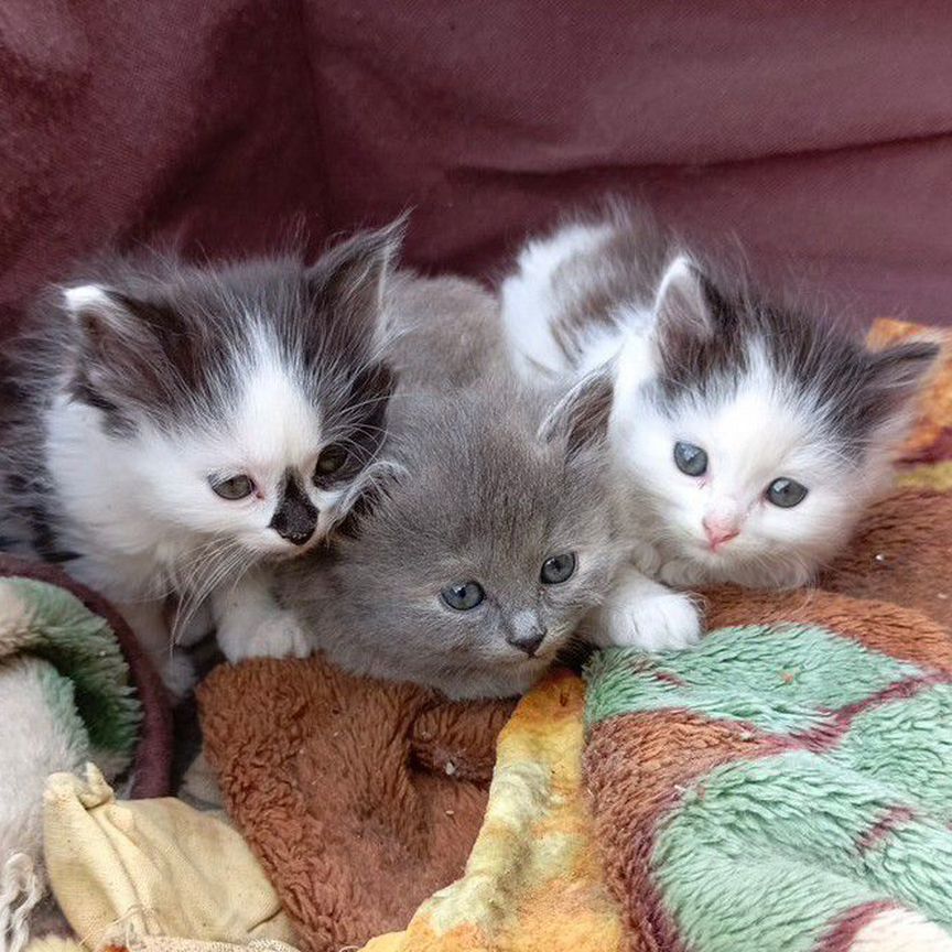 Отдам котят в добрые руки
