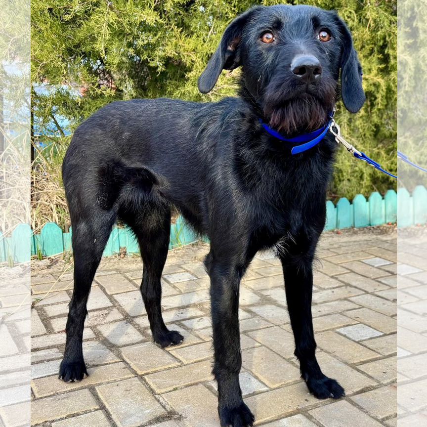 Собака фенотип ризеншнауцер 1 год бесплатно