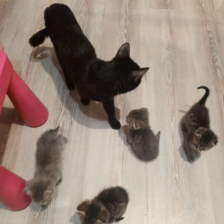 Котёнок в добрые руки