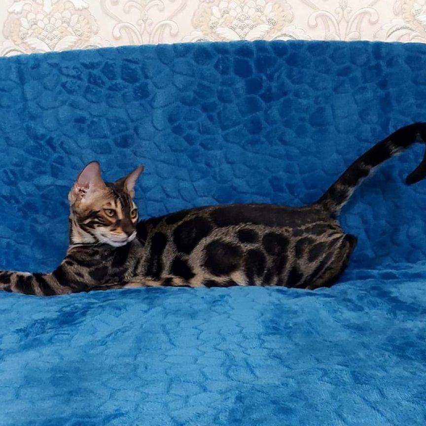 Бенгальские котята