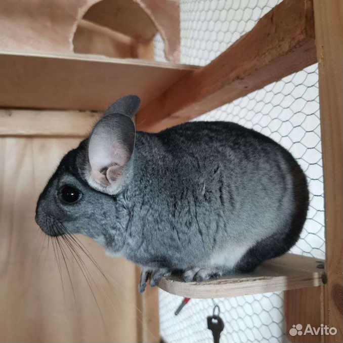 Шиншилла 2шт, с большой клеткой
