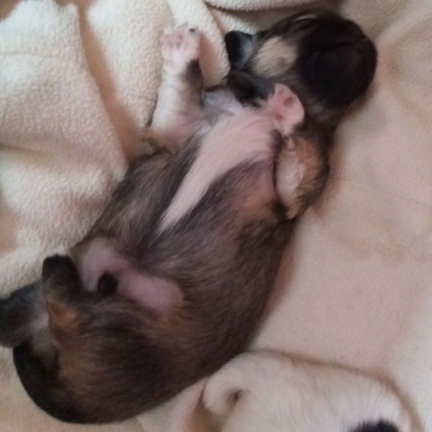 Пекинес, щенок