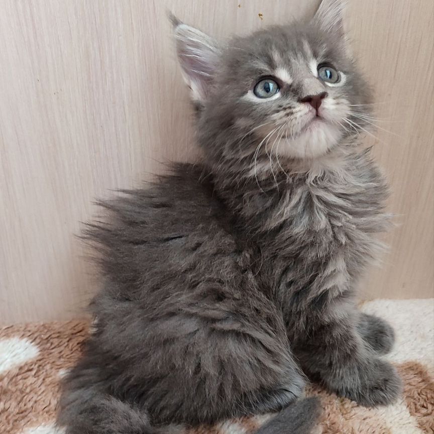 Мэйкун котята