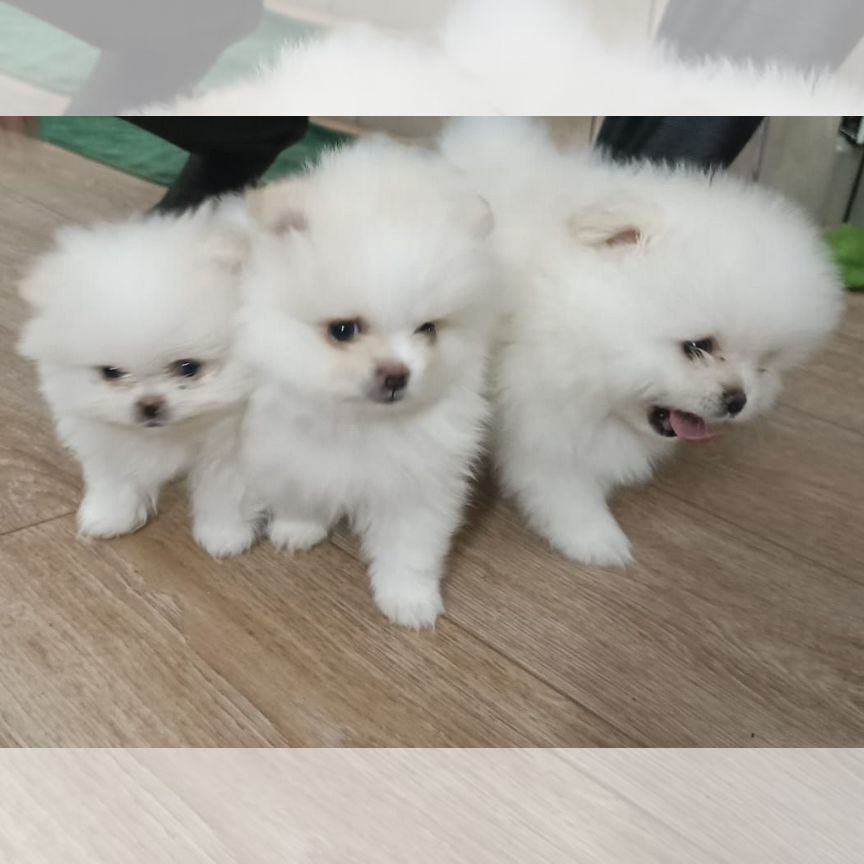 Померанский шпиц, щенок